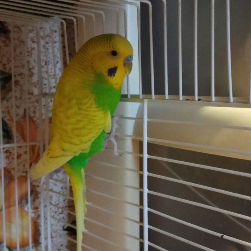 Попугай мальчик волн