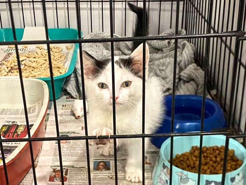 Котёнок 1,5 месяца