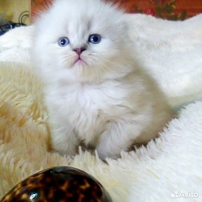 Серебристая шиншилла вислоушки