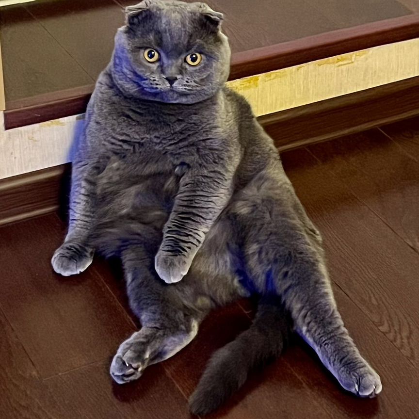 Шотландский вислоухий короткошёрстный кот, вязка