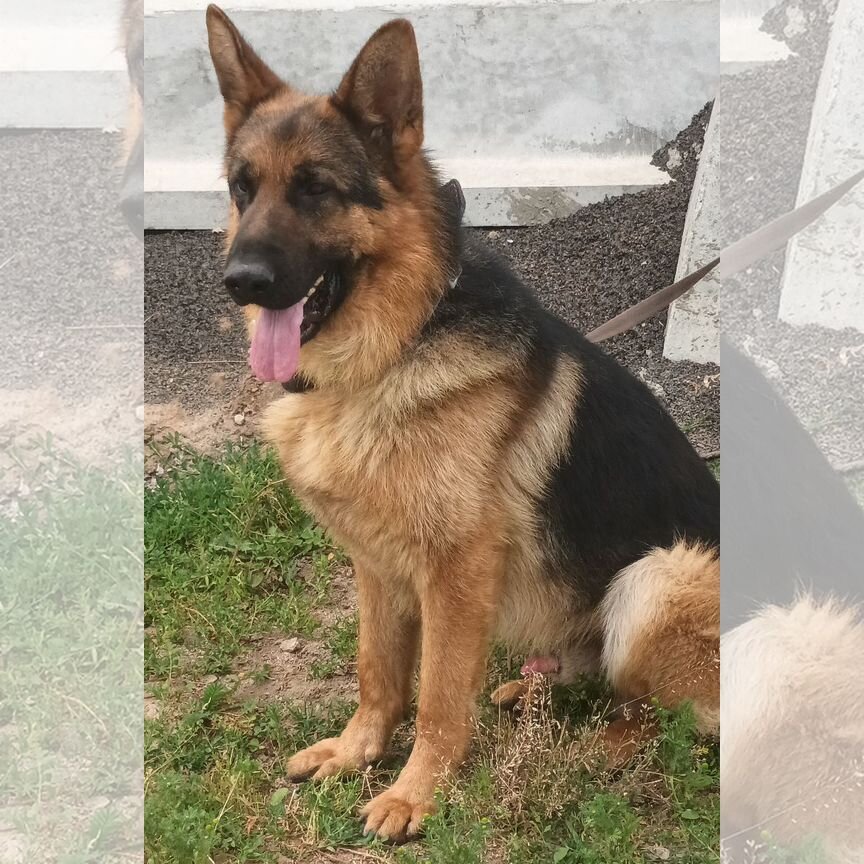 Щенки немецкой овчарки