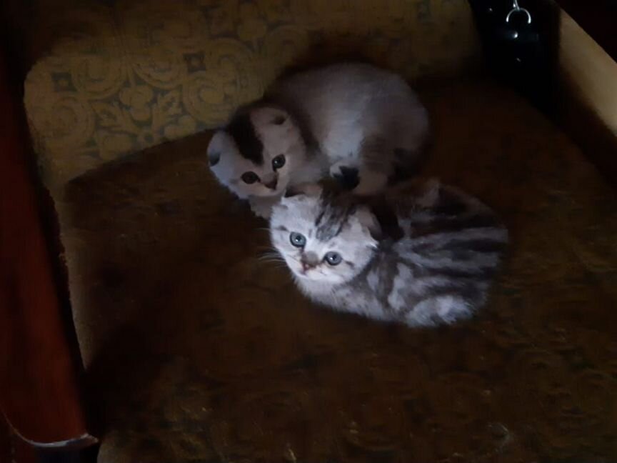 Котята шотландские вислоухие