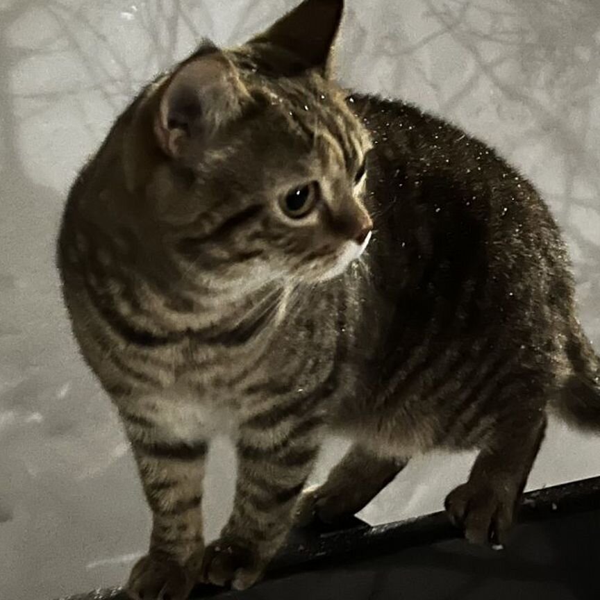 Взрослая кошка, вязка