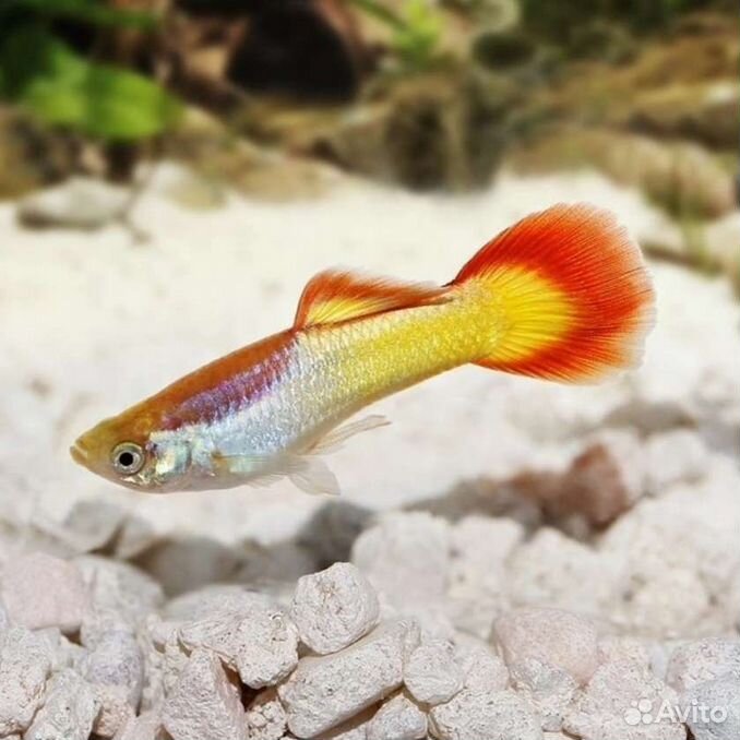 Гуппи Сансет Аквариумные рыбки в ассортименте