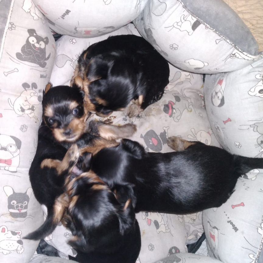 Йоркширский терьер мини беби фейс