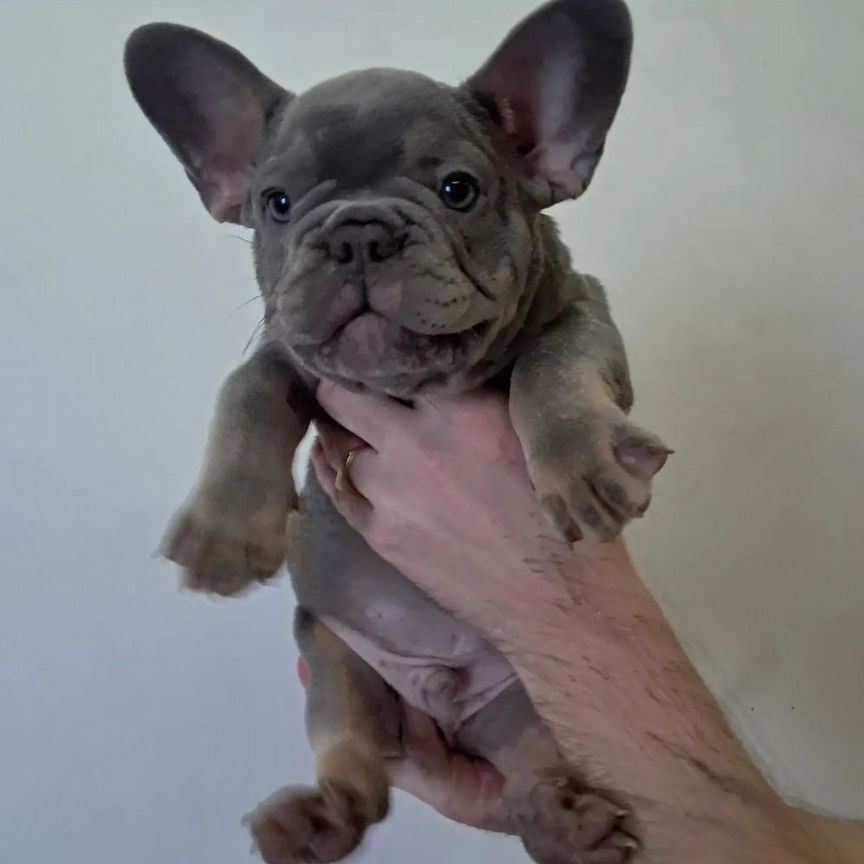 Французский бульдог, щенок