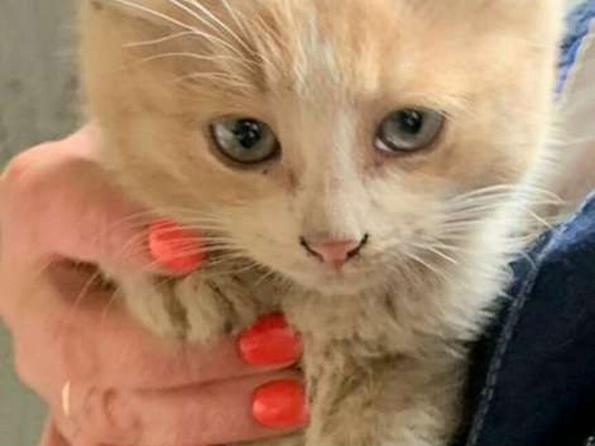 Маленький солнечный котенок (котик) ищет дом