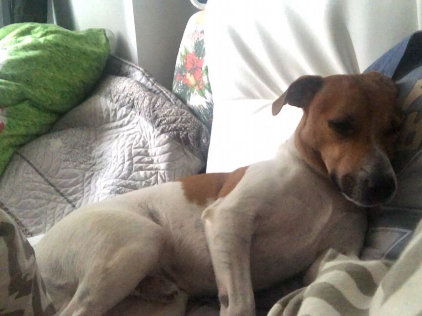 Вязка джек рассел терьер (кобель)