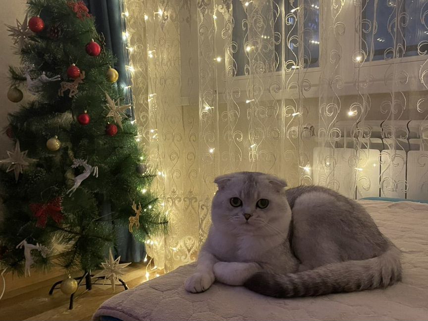 Шотландский кот на вязку