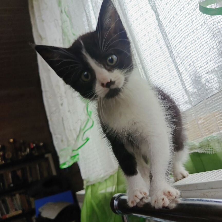 Котята в добрые руки 1 месяц