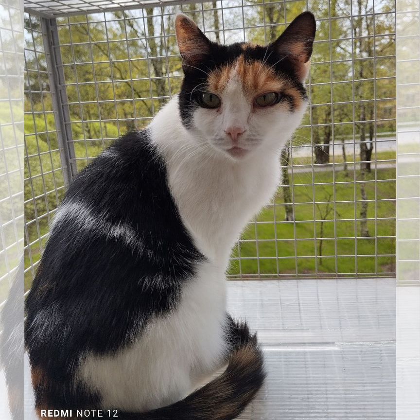 Взрослая, кошка в добрые руки