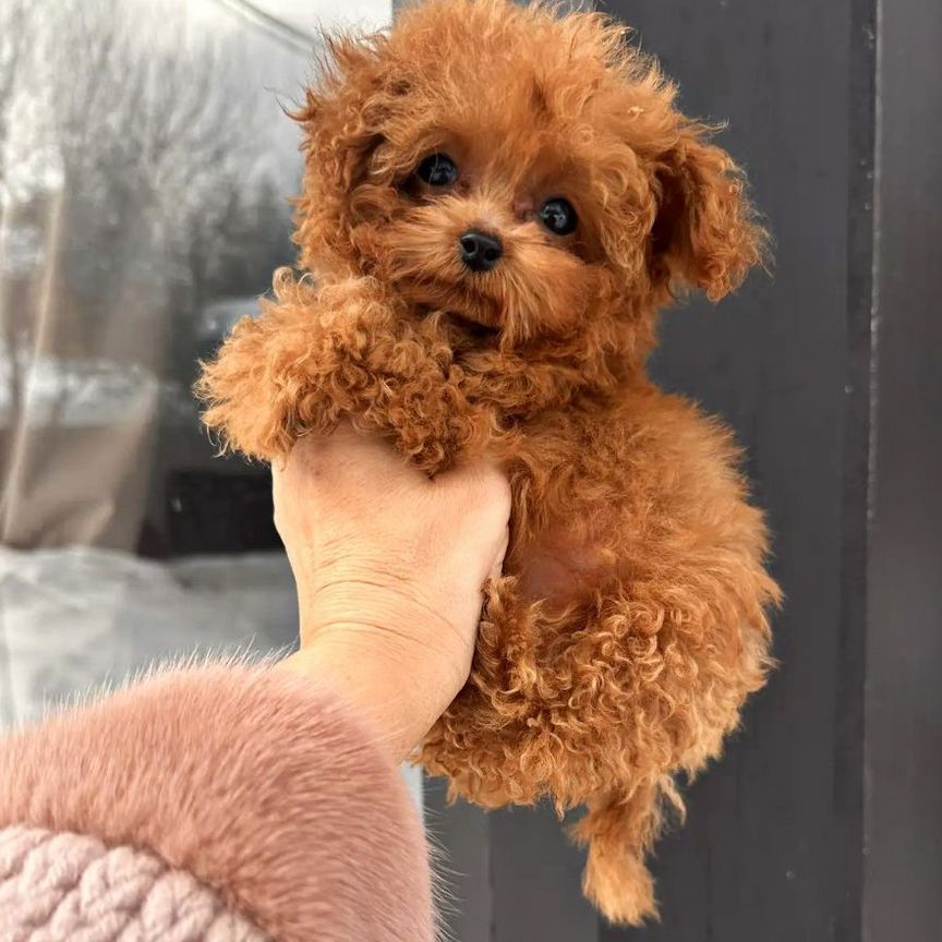 Той-пудель, щенок