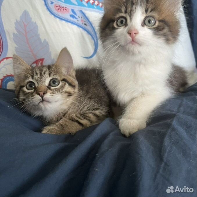 Котята курильский бобтейл (курилы)