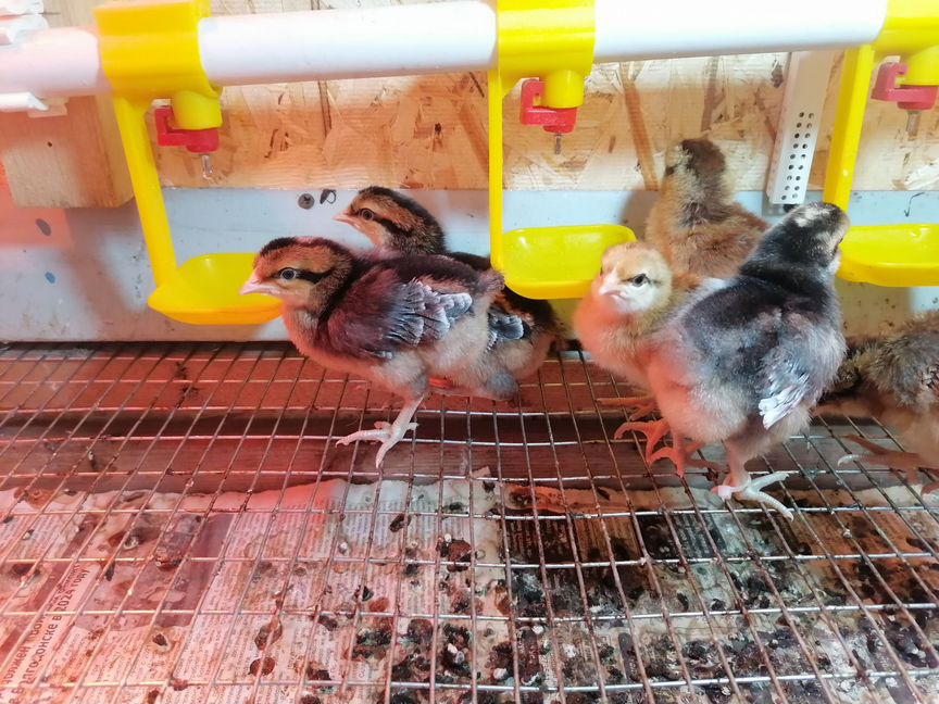 Цыплята Гриз Бар, Легбар Кремовый