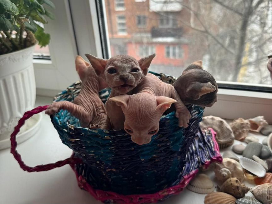 Канадский сфинкс котенок