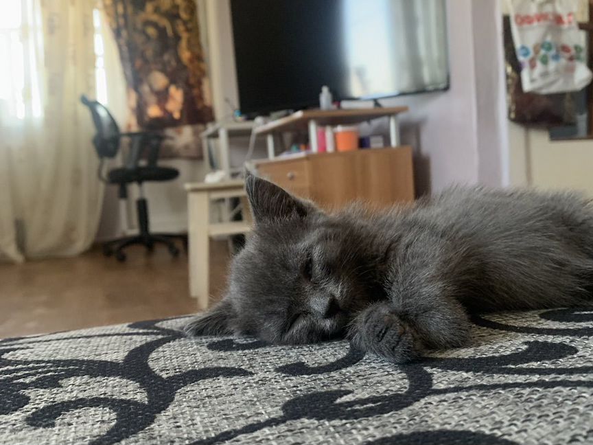 Котёнок в дар бесплатно