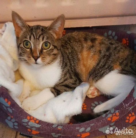 Домовитая весёлая Лея котоФея 9 мес в поисках дома