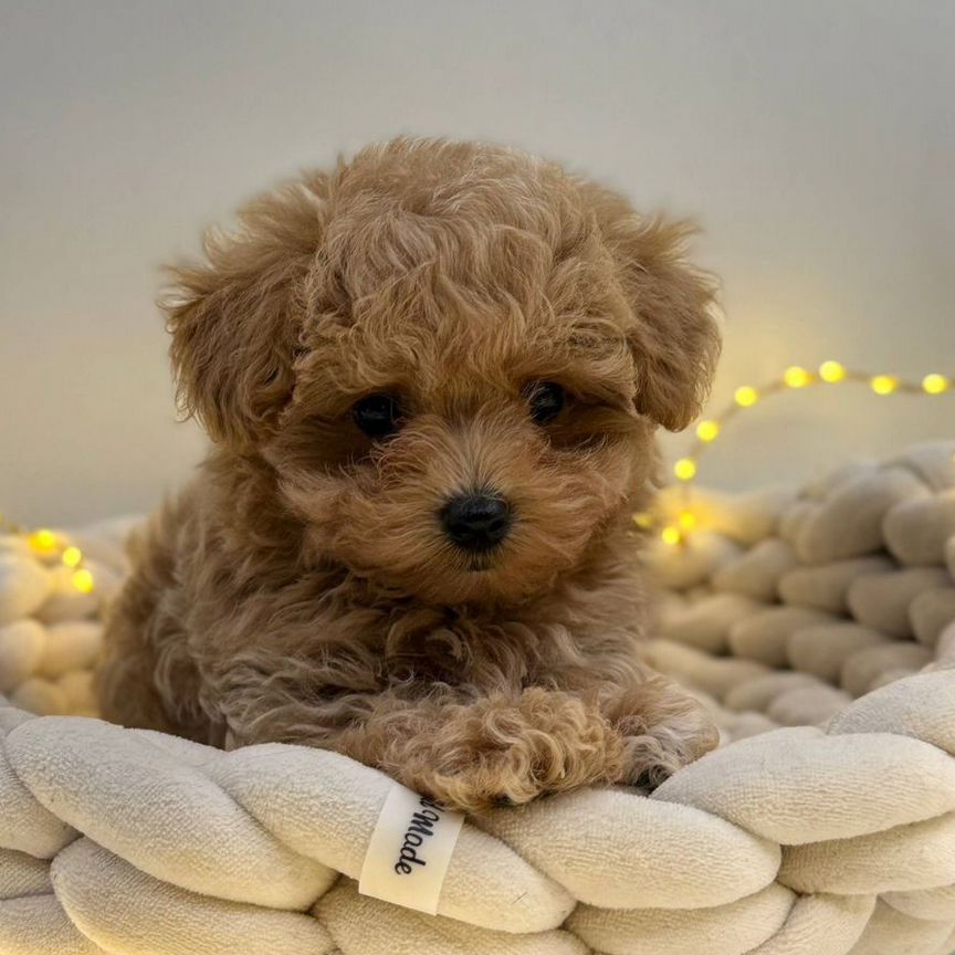 Мальтипу, щенок