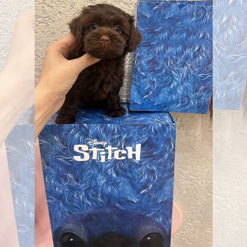 Мальтипу, щенок