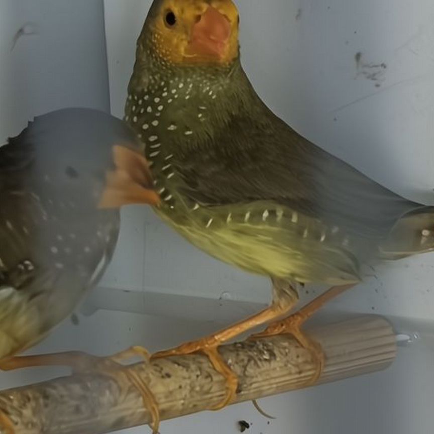 Амадины, Астрильды