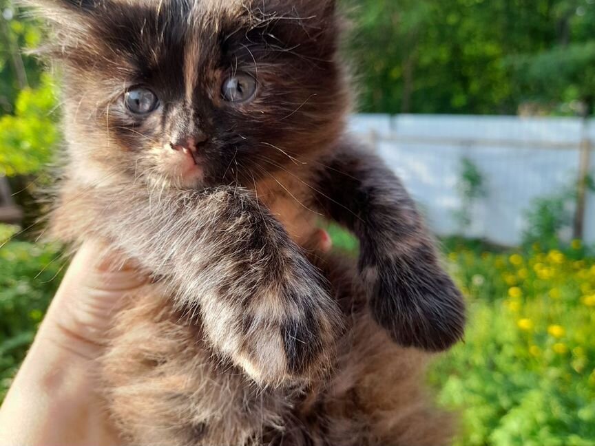 Кошка