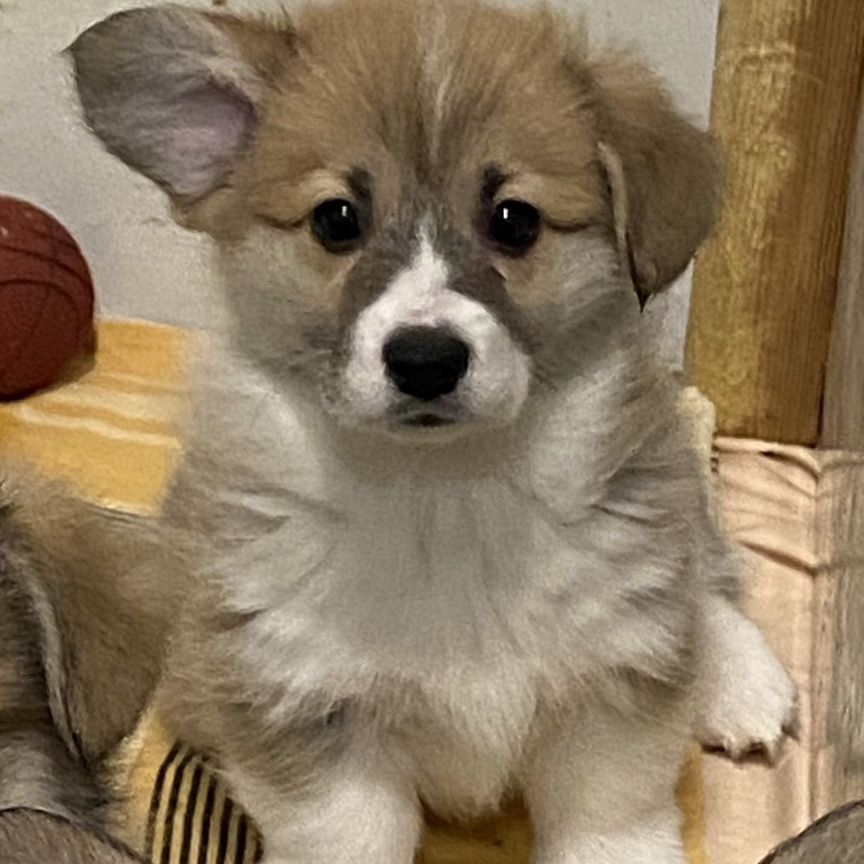 Щенки Вельш Корги Пемброк