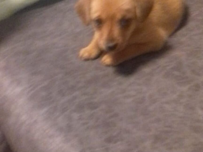 Собака дворняжка