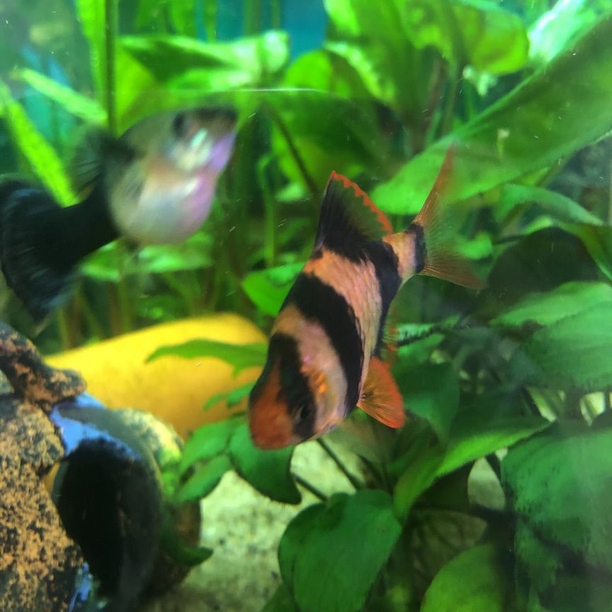 Рыбки барбусы