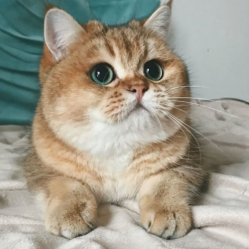 Британский короткошёрстный котёнок