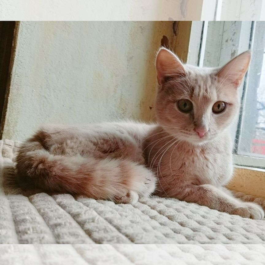 Кошечка рыжего цвета бесплатно