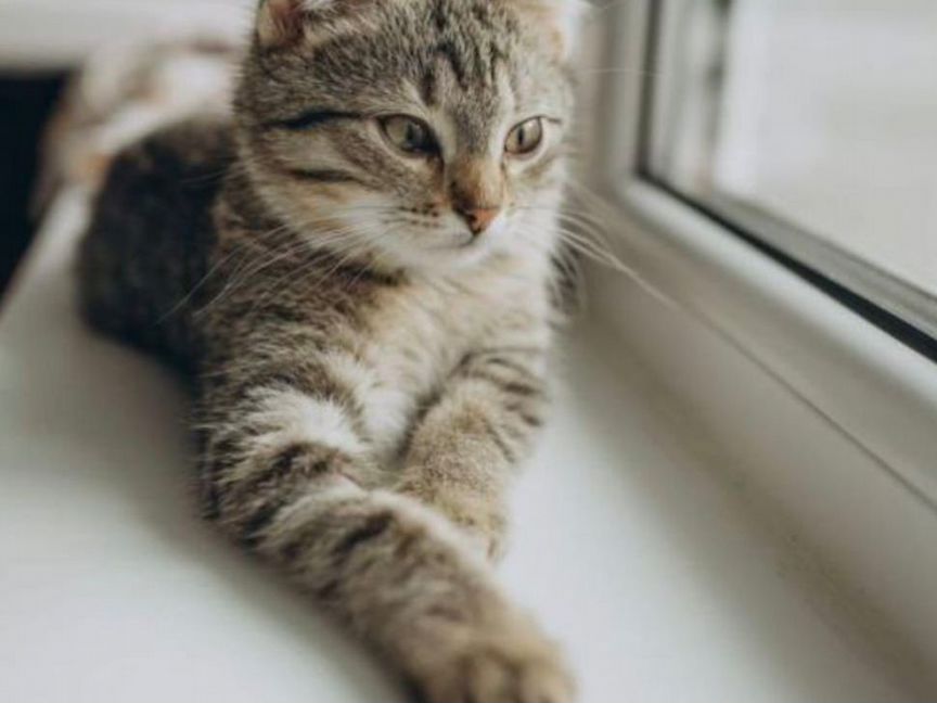 Машка и Максимка в добрые руки