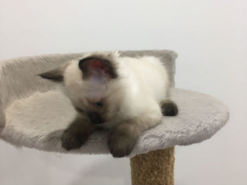 Невские маскарадные котята