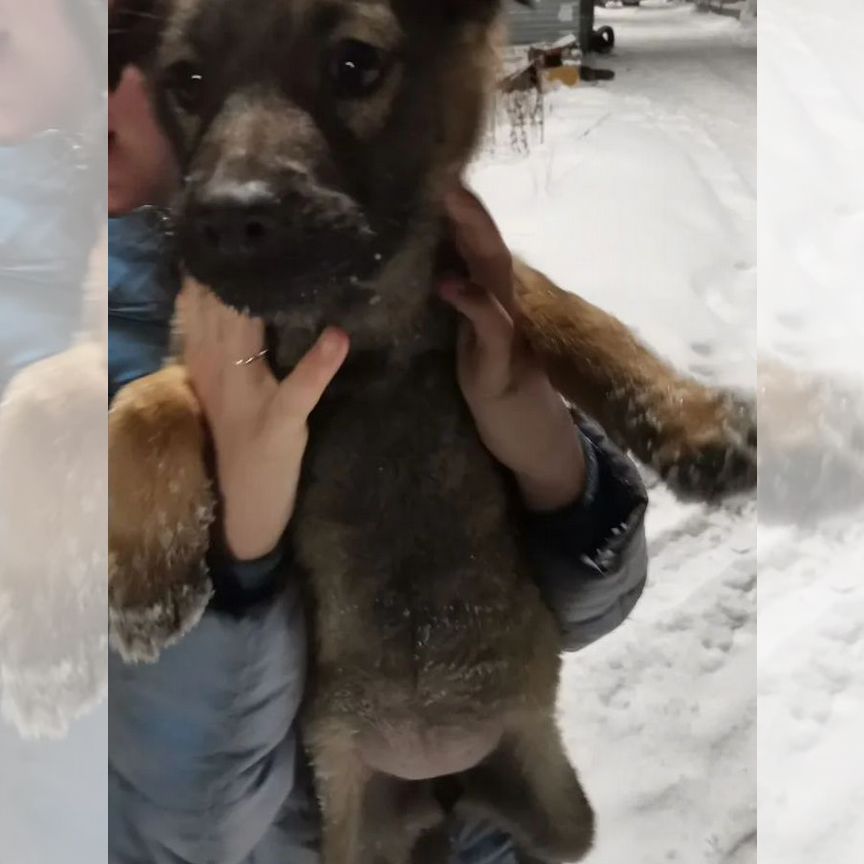 Щеночек в добрые руки
