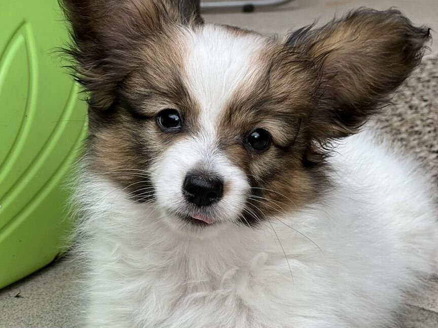 Щенки папийона