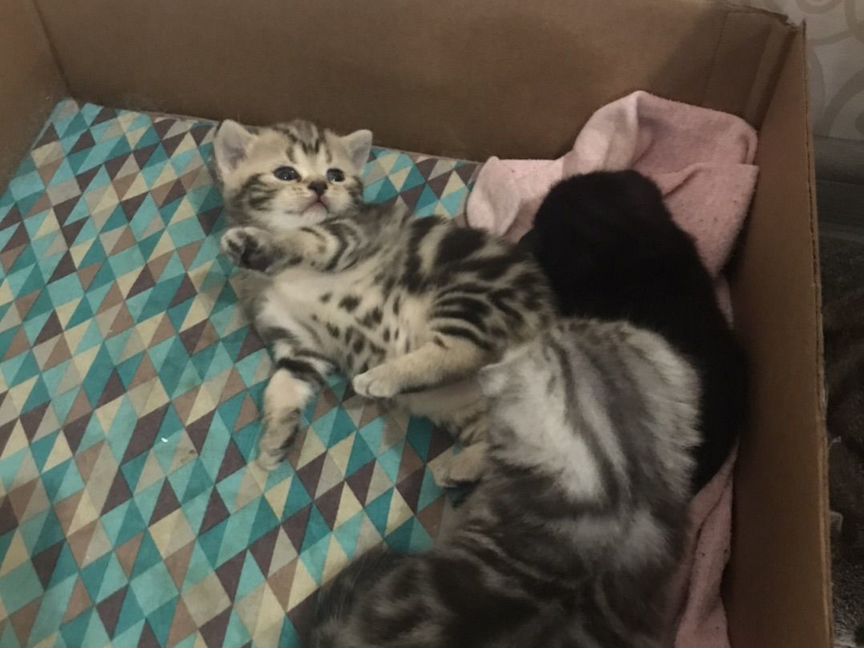 Шотладские вислоухие котята