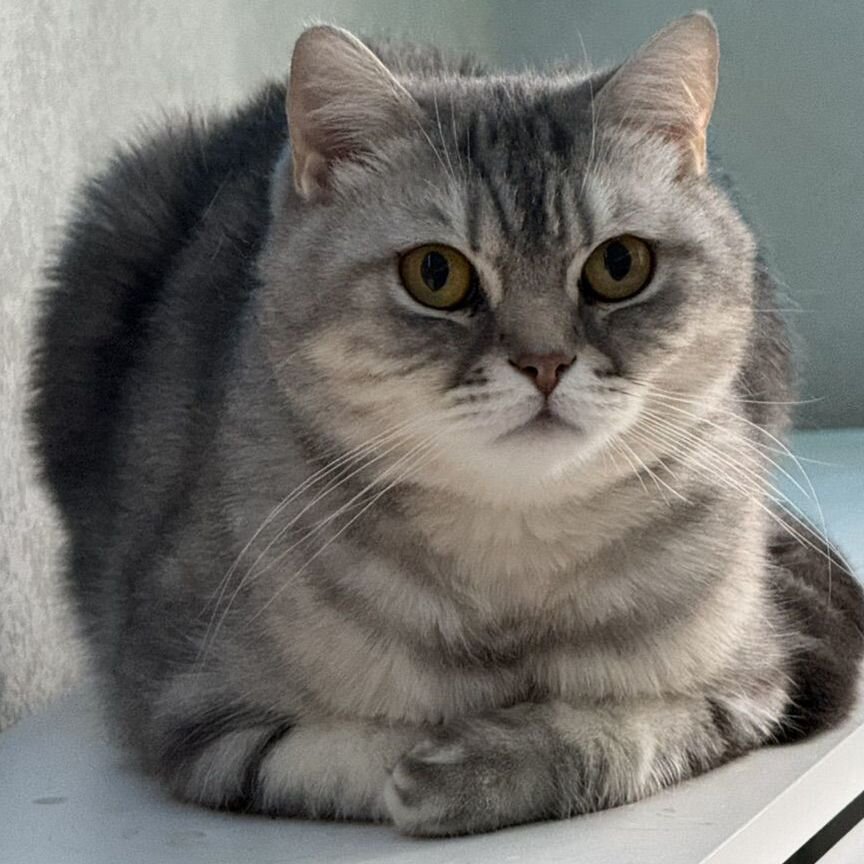 Шотландский прямоухий длинношёрстный, взрослый кот