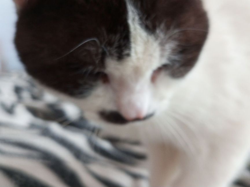 Одам кота в добрые руки