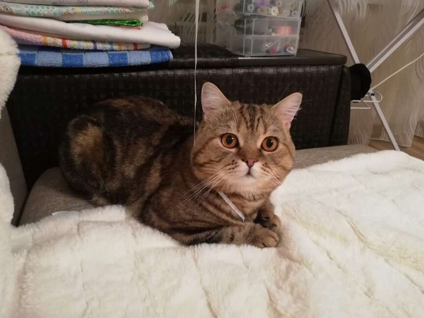 Шотландский кот вязка