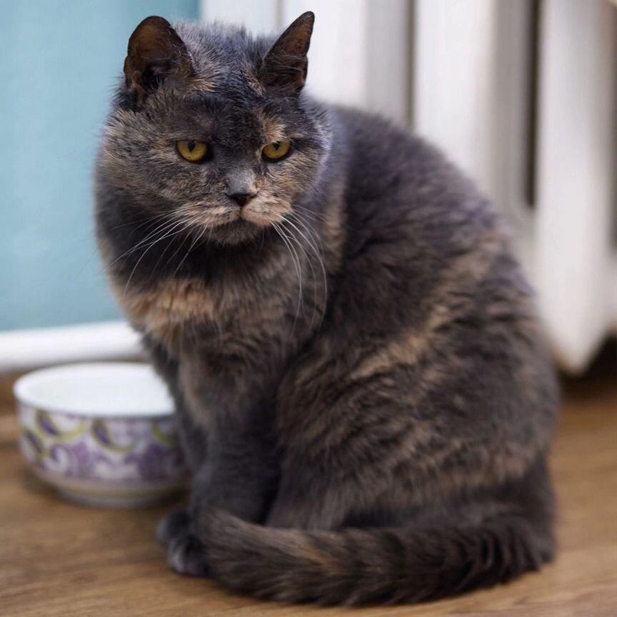 Кошка Виктория ищет дом