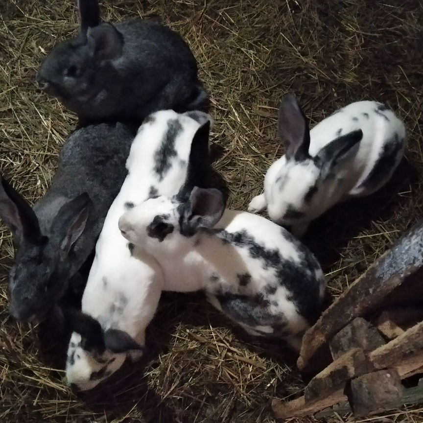 Кролики мясных пород