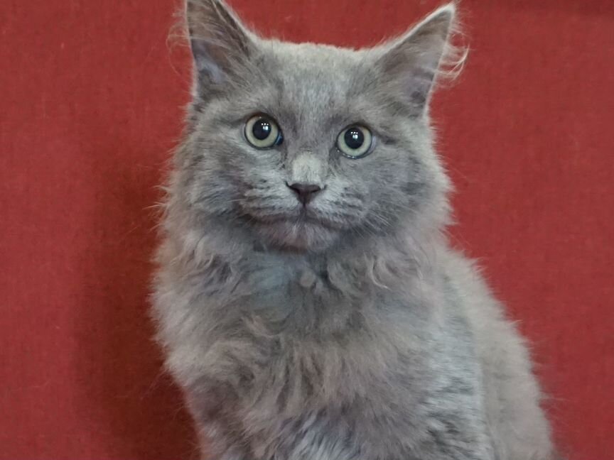 Пушистый котенок Кеша метис Ангоры 4 мес