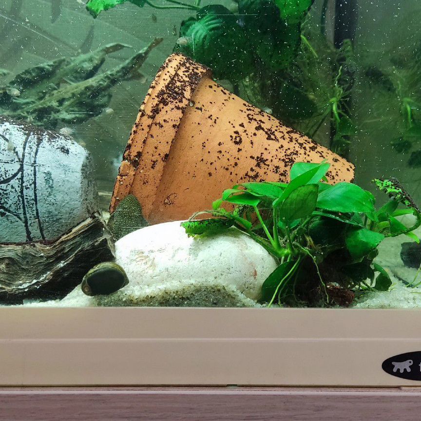 Аквариум 200л рыбки и водоросли