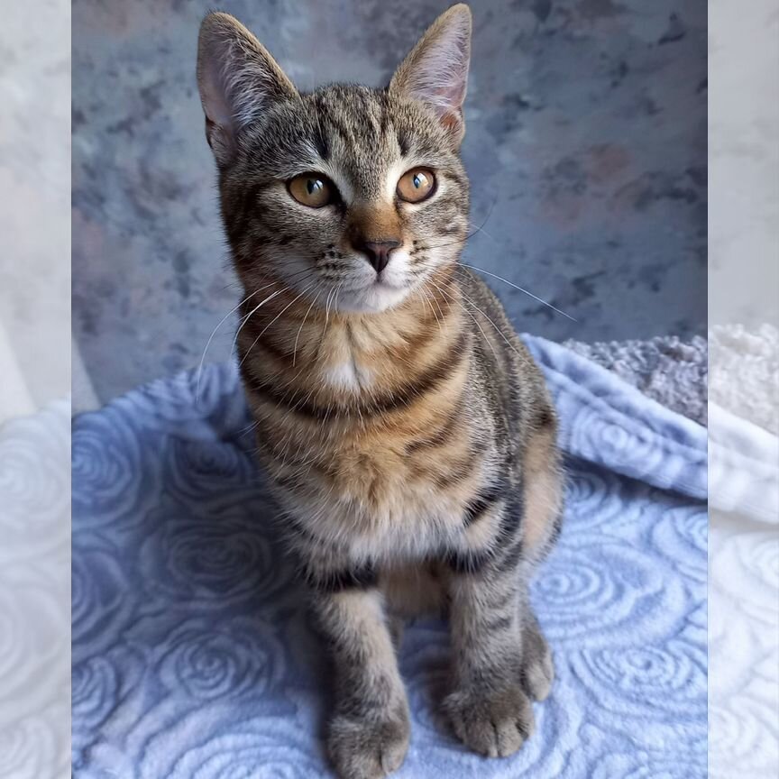 Котёнок Айва ищет дом