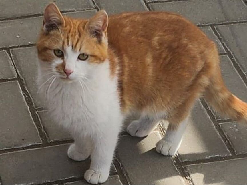 Кошка котенок 6 месяцев