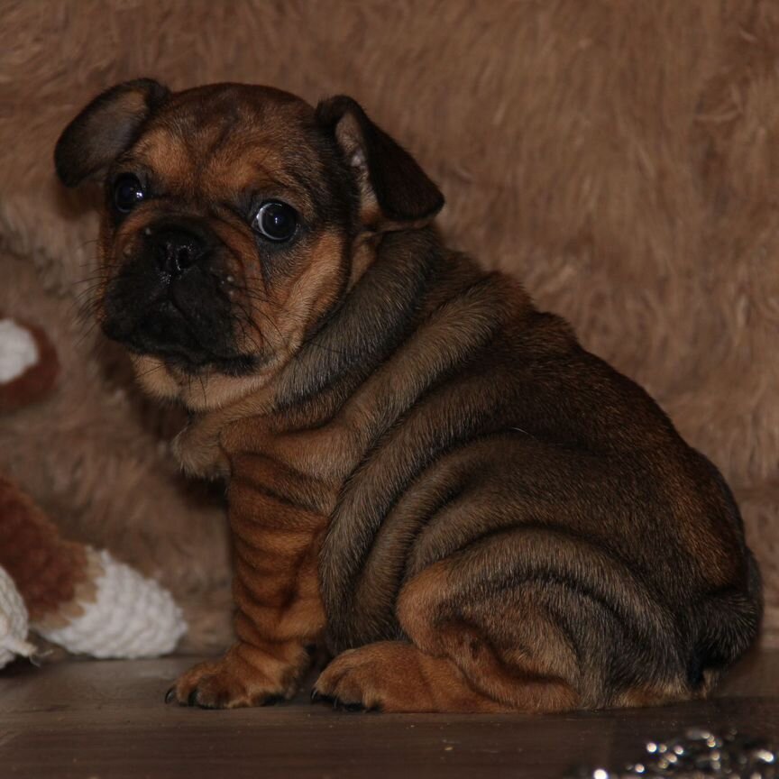 Французский бульдог