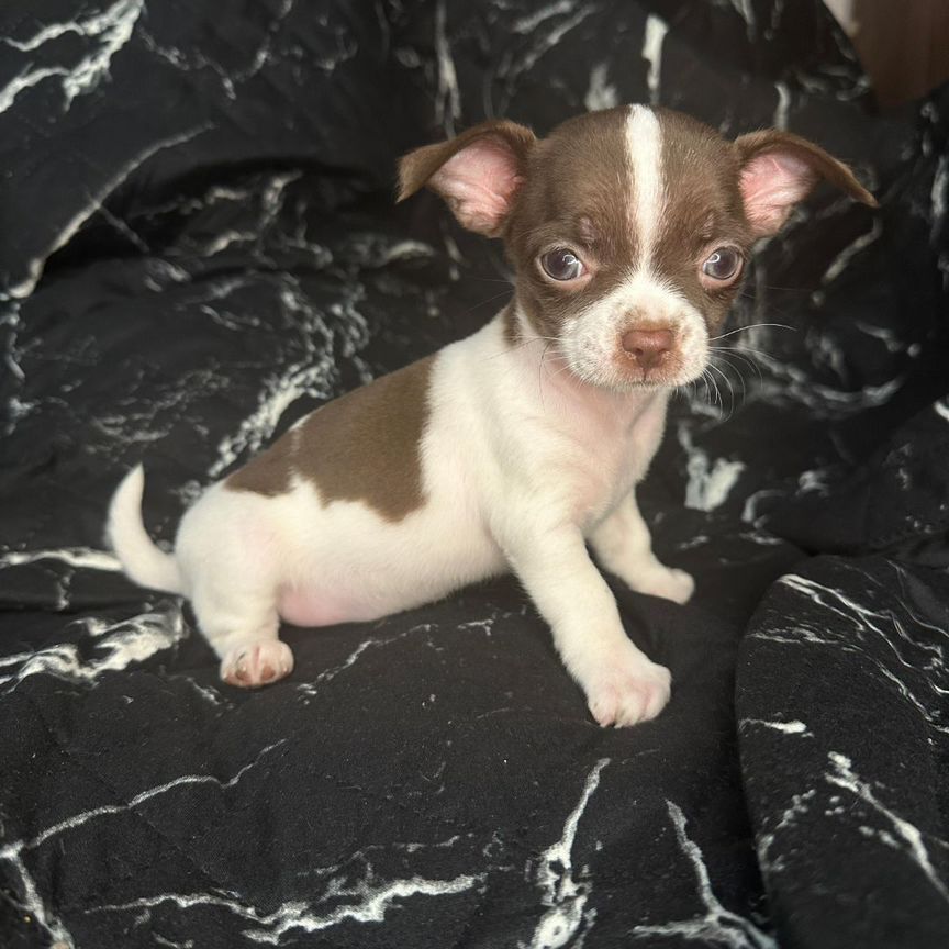 Чихуахуа мини