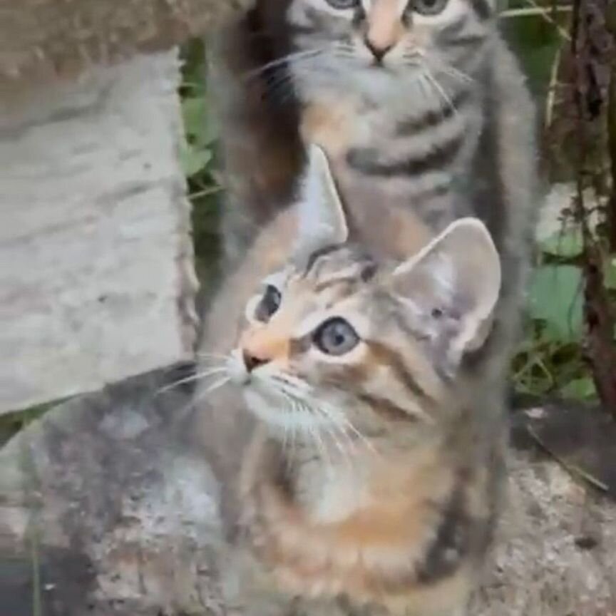 Трехцветный котенок с рыжим (котята)