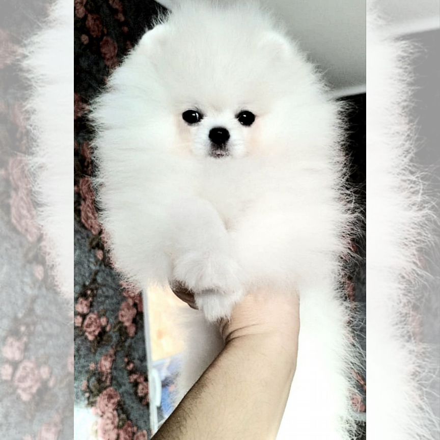 Померанская мини девочка