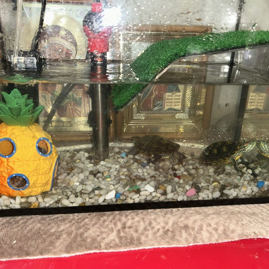 Аквариум с черапахами
