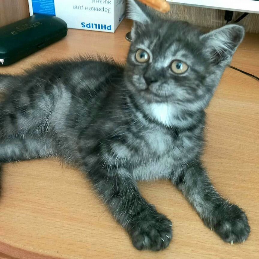 Котёнок в добрые ручки